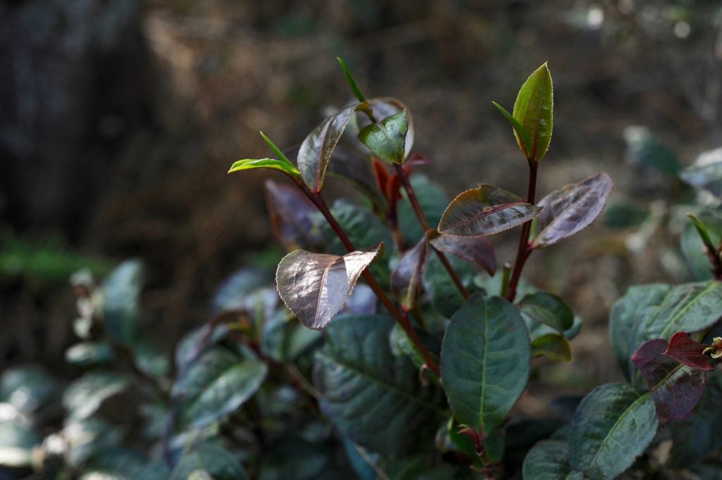TASTE - one of the first tea buds of the harvest | TASTE