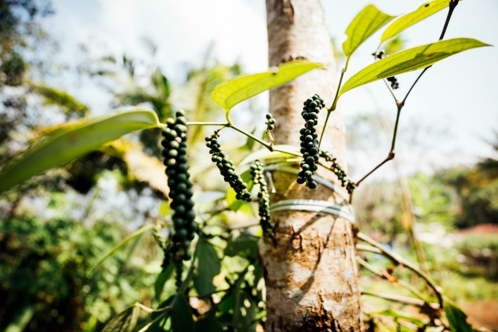 Black Pepper Hunting in Kerala | TASTE