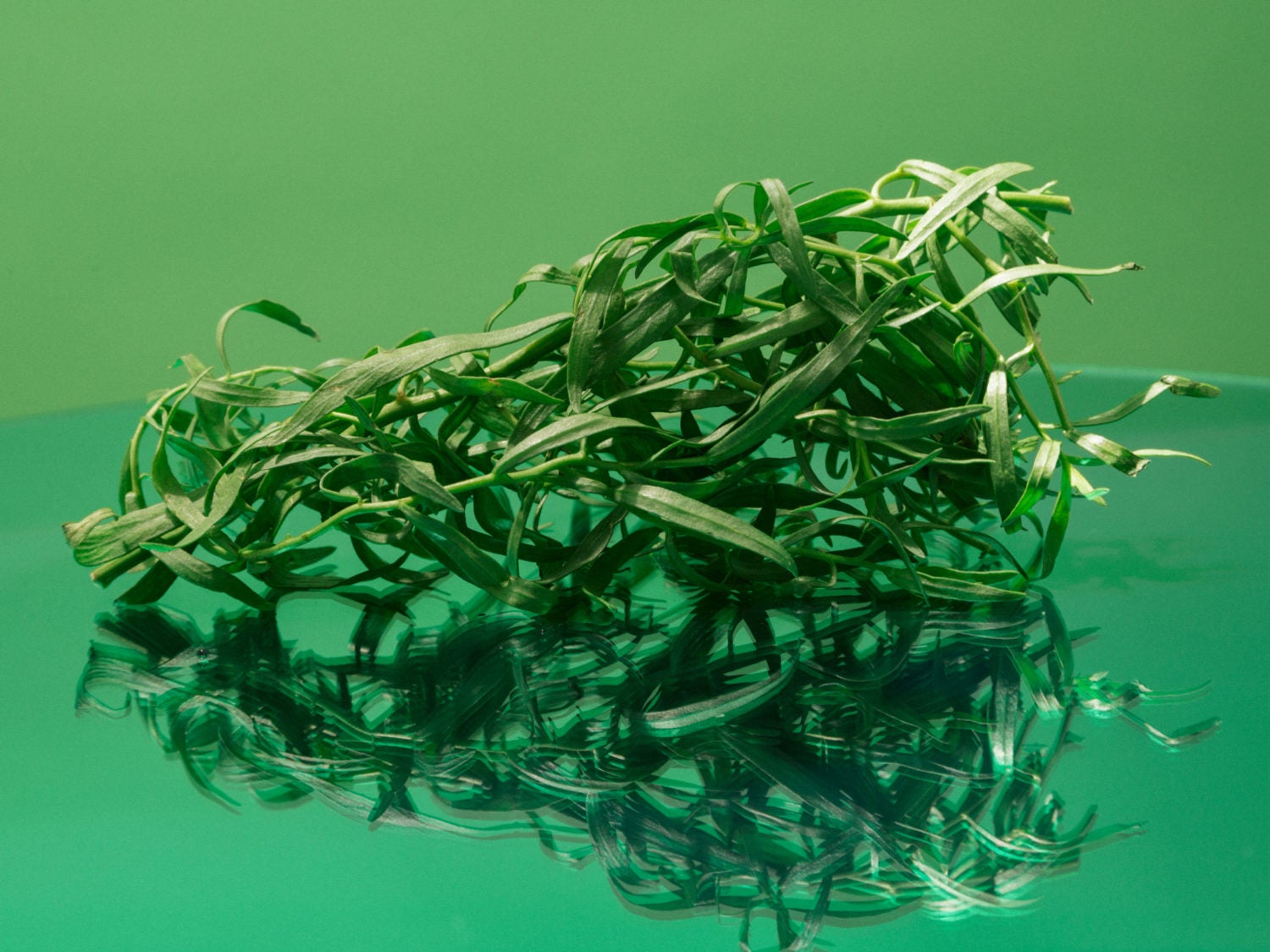 A Requiem for Tarragon | TASTE