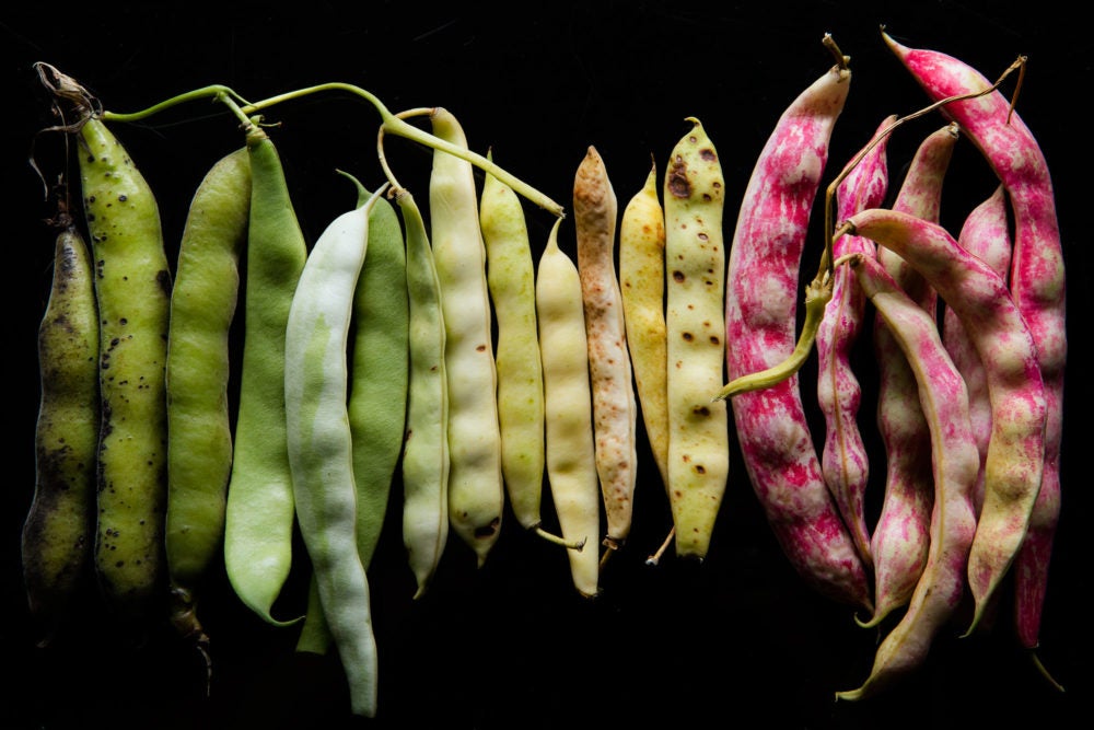 TASTE - Article-Shelling-Beans-Summer-Bean-Recipe | TASTE