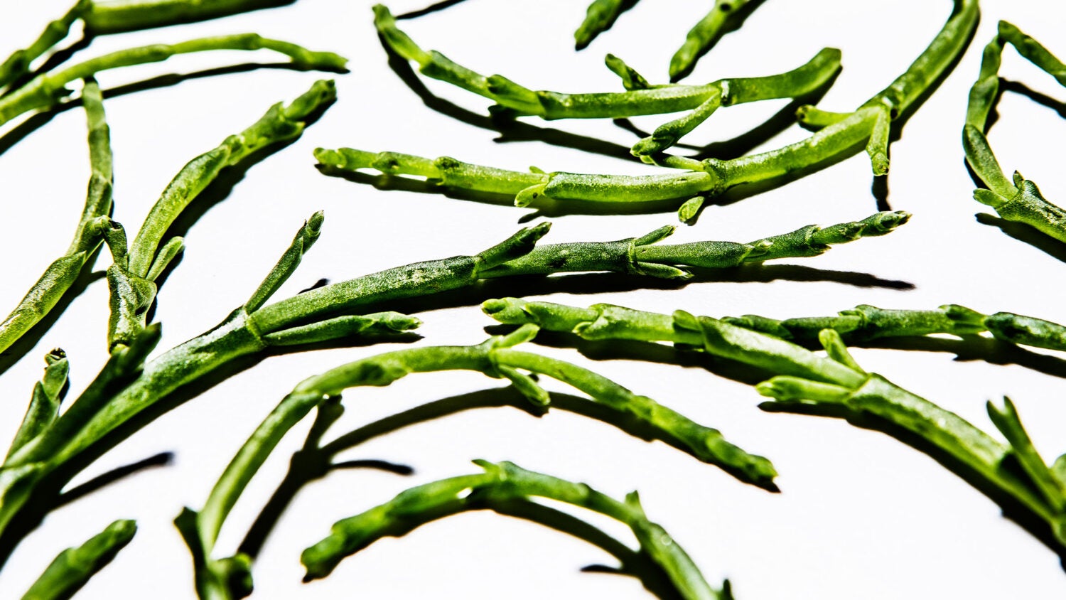 TASTE - Article-How-to-Use-Sea-Beans-in-Cooking-Recipe | TASTE