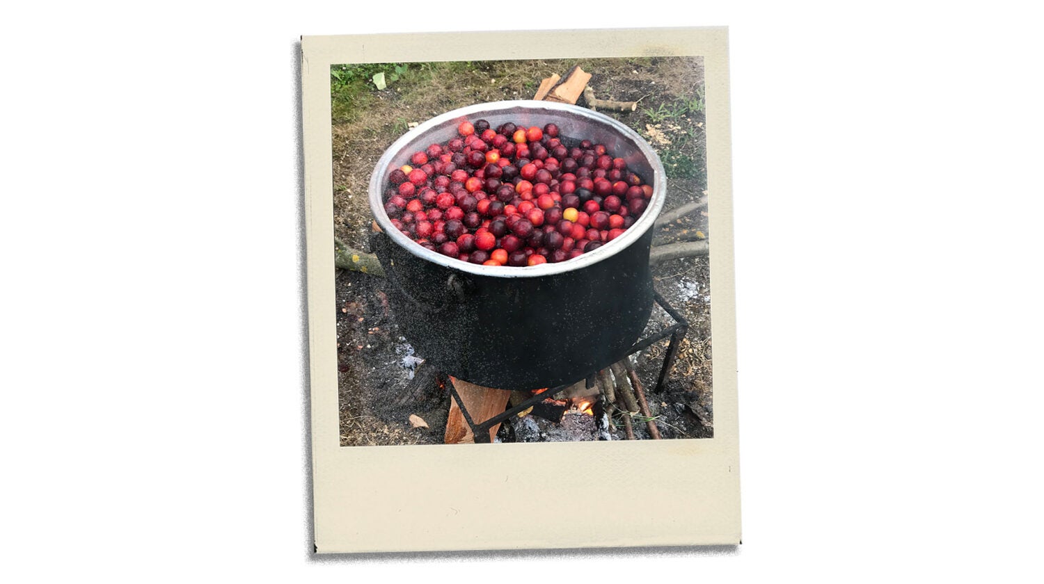 TASTE - Article-Postcard-from-Istanbul-Turkey-Plum-Season | TASTE