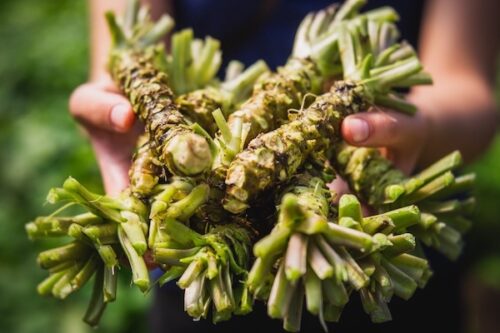 The Biting Brilliance of Fresh Wasabi | TASTE