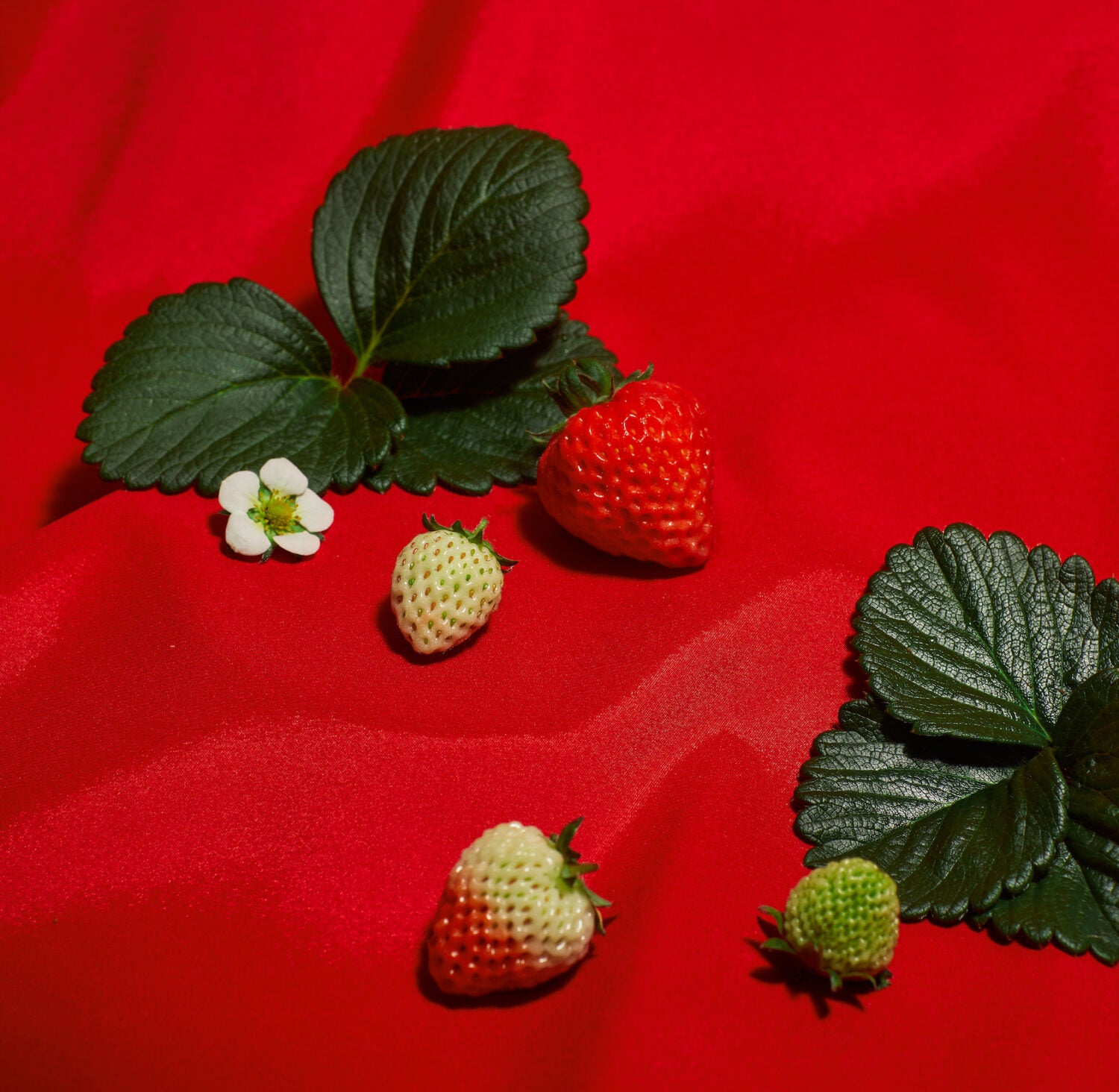 The Designer Strawberry Has Arrived | TASTE