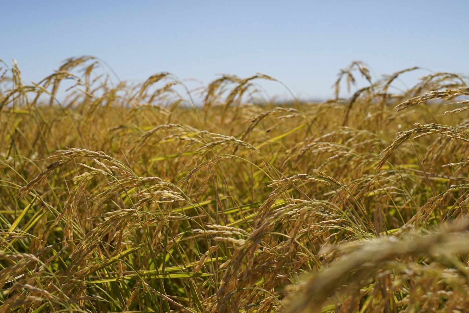 The American Heritage Rice Movement Is No Fluff | TASTE