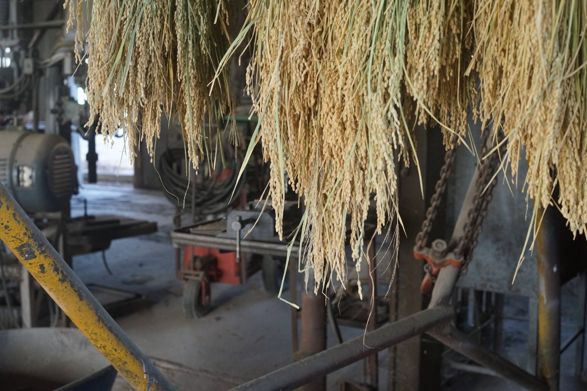 The American Heritage Rice Movement Is No Fluff | TASTE